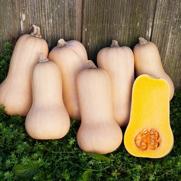 Winter Squash - Butternut - Haroldson Farms