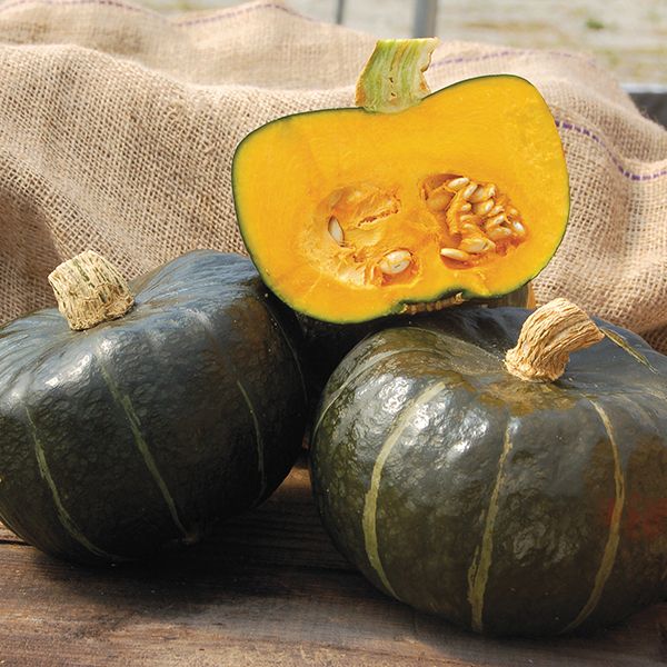 Winter Squash - Buttercup - Haroldson Farms