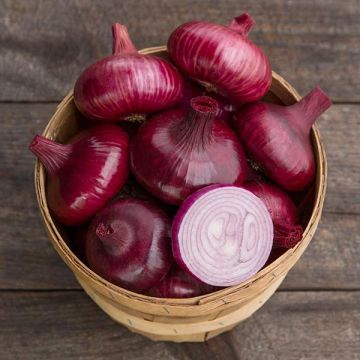 Onions - Red Cipollini - Haroldson Farms