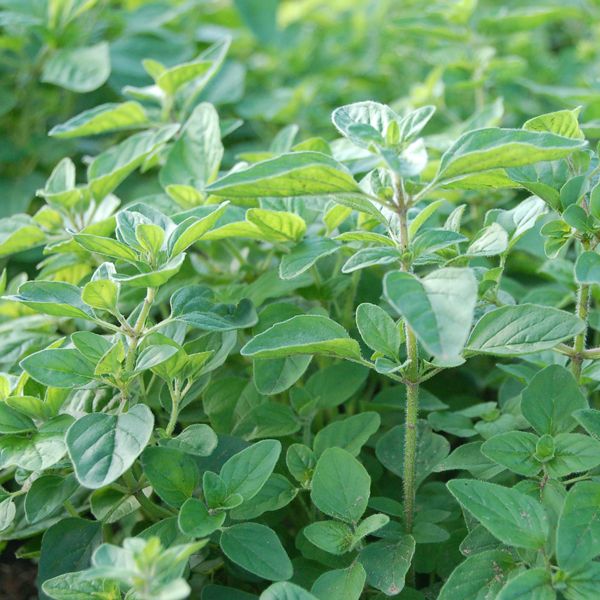 Oregano - Haroldson Farms