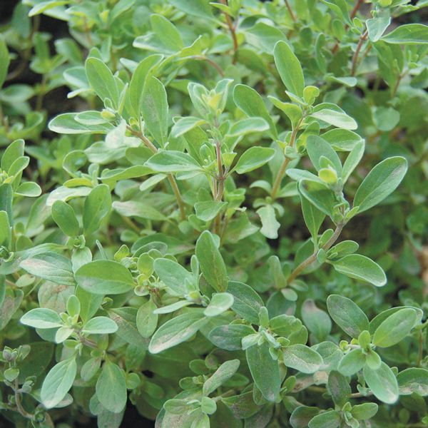 Marjoram - Haroldson Farms