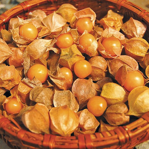 Ground Cherry - Haroldson Farms