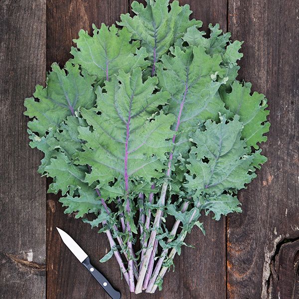 Kale - Red Russian - Haroldson Farms