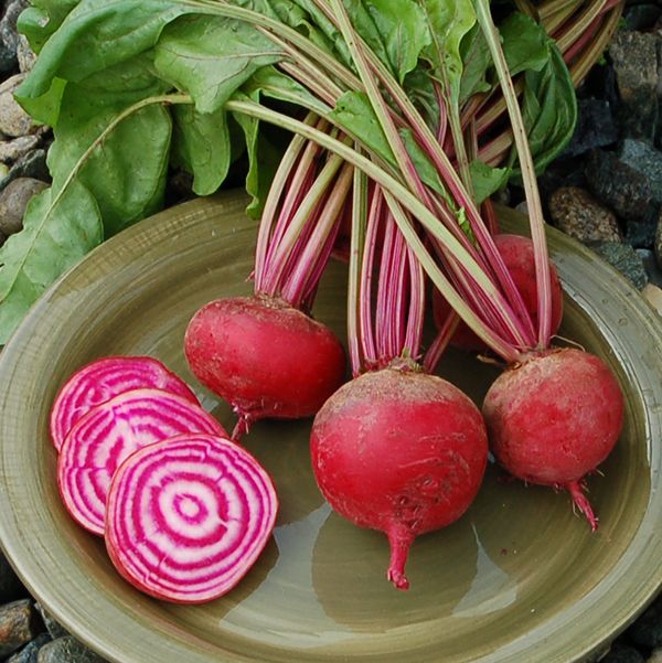 Beets - Chioggia - Haroldson Farms