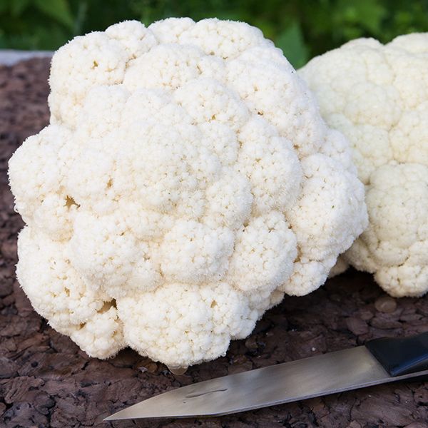 Cauliflower - Haroldson Farms