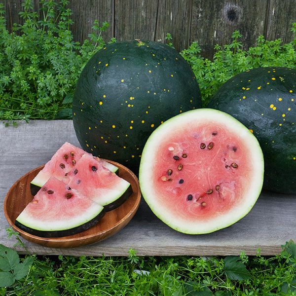 Watermelon - Red - Moon and Stars - Haroldson Farms