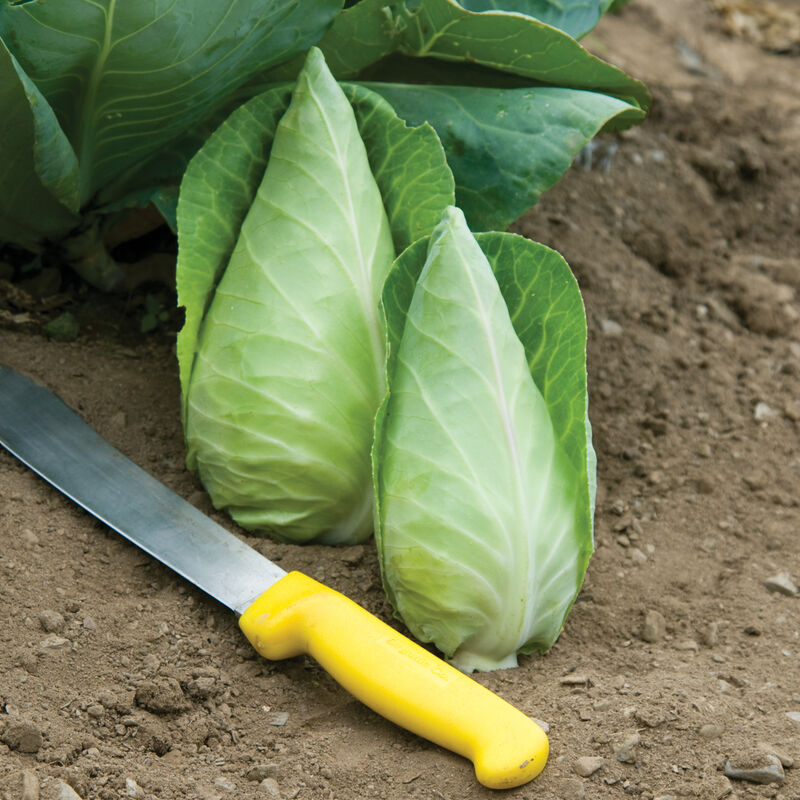 Cabbage - Green Pointed - Mini - Haroldson Farms