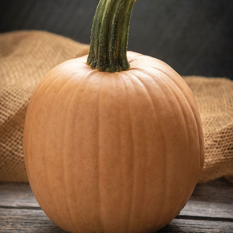 Pumpkin - Tan - Haroldson Farms