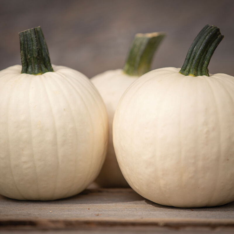 Pumpkin - White - Mini - Haroldson Farms